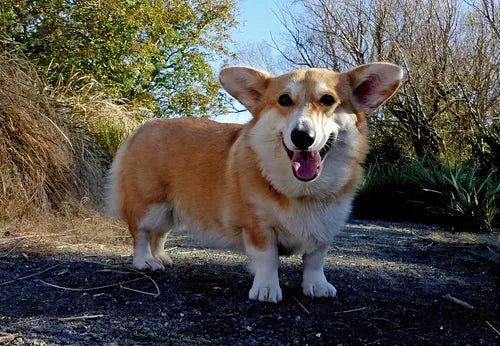 Corgis: Big Dog Attitude in a Compact Package